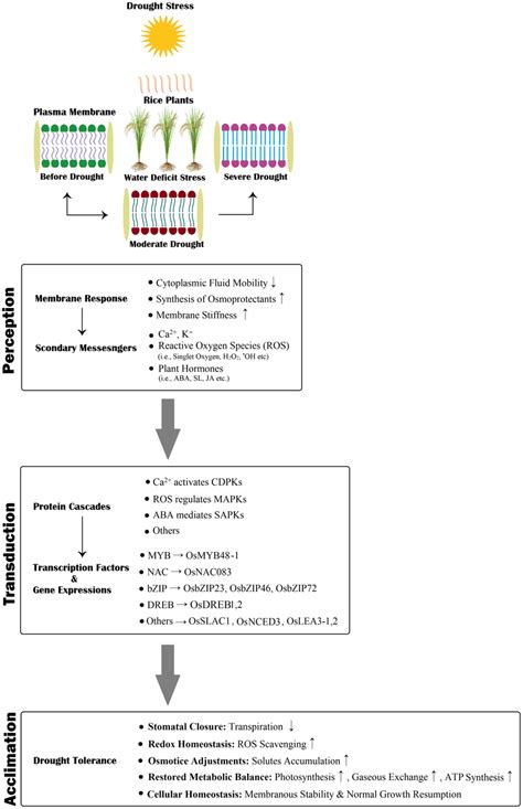A Schematic Representation Of Rice Drought Perception Transduction