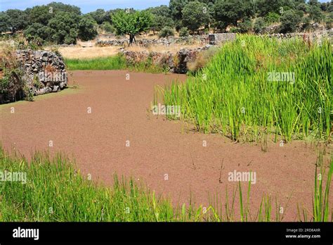 Water Fern Azolla Filiculoides Is A Floating Aquatic Fern Native To Tropical Regions Of The