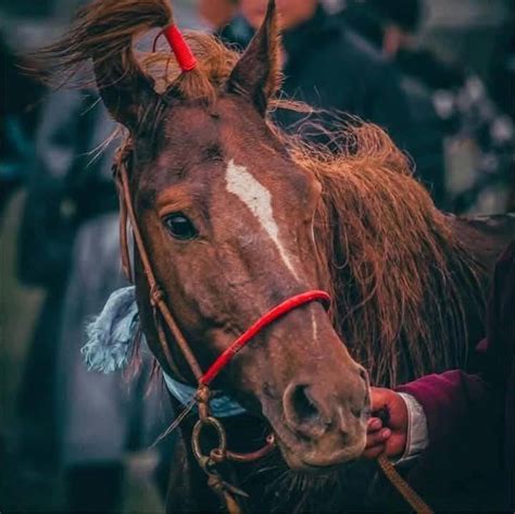 Хүн гэдэг арай л ухаан муутай тэнэг амьтан байх юм даа 😥 Хүний олон