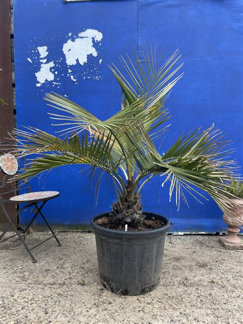 Jubaea Chilensis The Norfolk Olive Tree Company