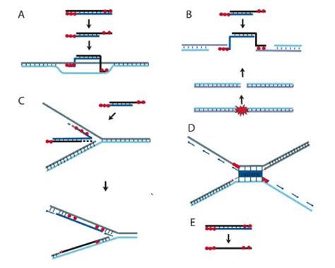 Proposed Recombination Models Based On A Linear Dsdna Substrate A Download Scientific