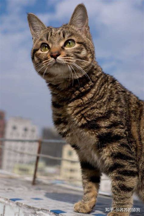 田园猫有哪几类？适合新手养的田园猫有哪些？ 知乎