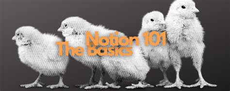 Notion 101 The Basics