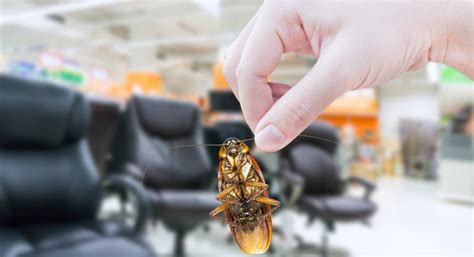 Prevent Pests From Populating Your Property Remi Network