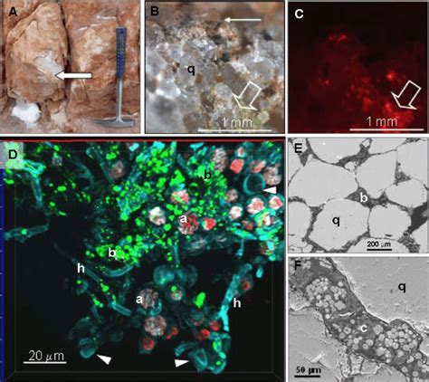 Endolithic Communities Found Within The Sandstones Of The University