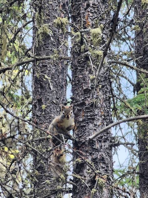Researchers Use Ai To Track Global Squirrel Hot Spots Uaf News And
