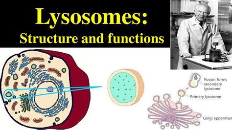 Lysosomes Structure