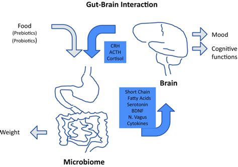 Food Matters How The Microbiome And Gutbrain Interaction Might Impact