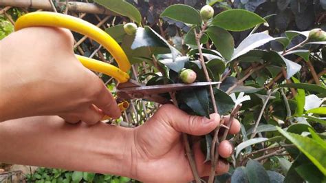 茶花这样修剪开花才会多又大 家居 园艺 好看视频
