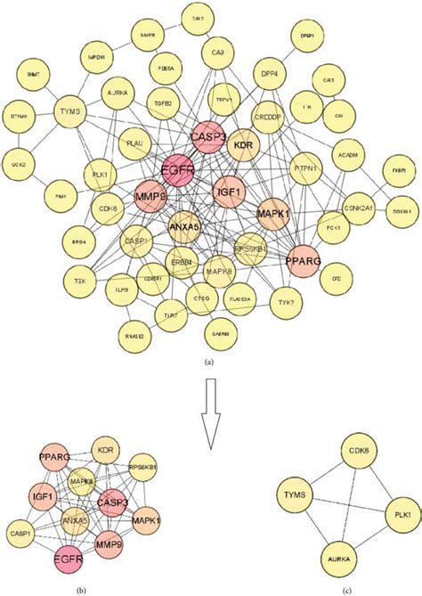 Construction Of Ppi Network And Identification Of Hub Genes A Ppi