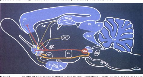 Figure 1 From The Role Of The Orbitofrontal Cortex In Reward Related