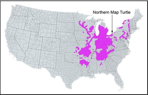 15 Types Of Turtles Found In Missouri Id Guide Bird Watching Hq