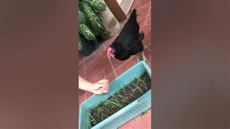 Picky Ash Cat Grass Uncut Youtube