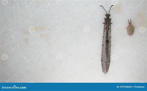 Antlion Ant Lion Antlion Larva And Adult Isolated On White