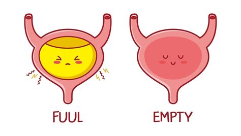 Cute Kawaii Full And Empty Human Bladder Organ Character Vector Flat Line Cartoon Kawaii