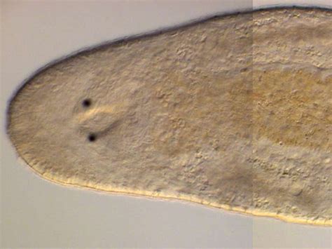 Frozen Fruit Fly Sex Is As Freaky As It Looks