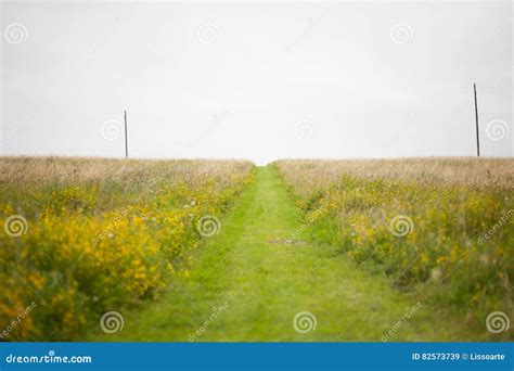 Grass Path Curve Stock Image 22896595