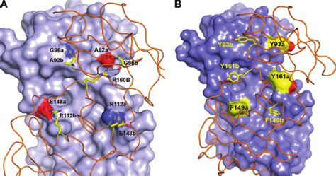Key Intermolecular Interactions At The Dimer Interface In The