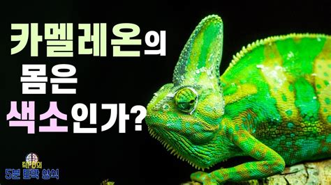 카멜레온 색변화 그 불편한 진실 Youtube