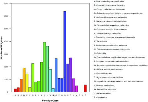 Cog Function Classification By Blastx With An E Value Threshold Of 10 − Download Scientific