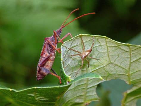 Assassin Bug Walking By A Spider Stock Image Image Of Closeup Meadow
