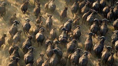 Est100 一些攝影some Photos Big Five Lions Leopards Elephants Rhinos
