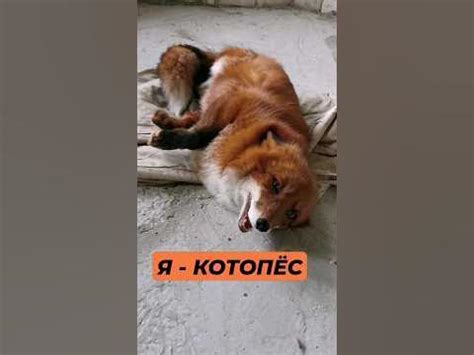 Как выглядит котопёс? 😉 - YouTube