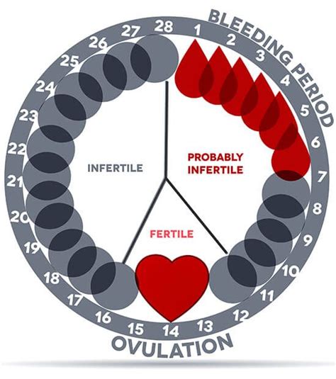 Period Calculator Fertility Calendar Menstrual Cycle Calendar Period