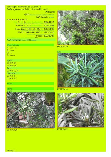 Pdf Podocarpus Macrophyllus 羅漢松 In