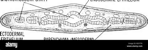 Flatworm Cross Section Diagram Spatial Transcriptomics Of A Parasitic