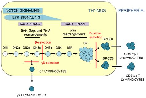 Regulation Of T Cell Receptor Gene Expression By Three Dimensional Locus Conformation And