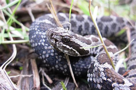 Habitat Loss Is Leading To Inbreeding Among Michigans Only Species Of