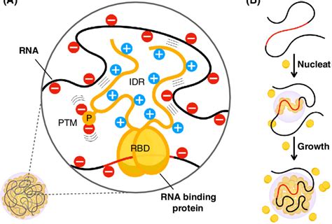 Structure And Formation Of Biomolecular Condensates A Rna Binding Download Scientific