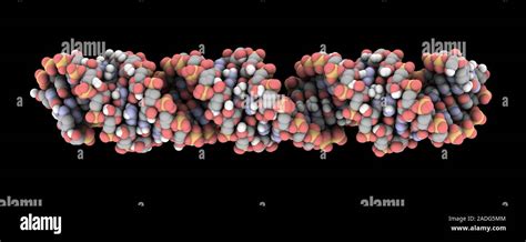 Double Stranded Rna Ribonucleic Acid Molecule Molecular Model The Majority Of Rna In A Cell