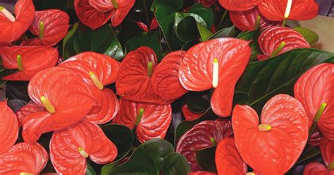Flora Anthurium Flower Colors And What They Mean