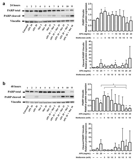 Astragalus Polysaccharides And Metformin May Have Synergistic Effects On The Apoptosis And