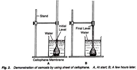 Osmosis Sketch At Explore Collection Of Osmosis Sketch
