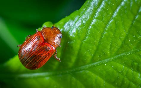 Green Primantis Bug Photos Download The Best Free Green Primantis Bug