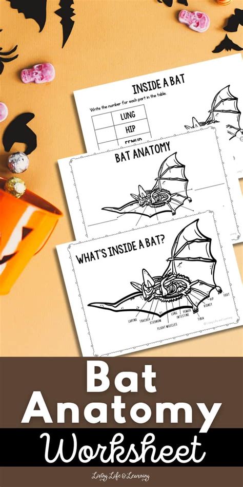Bat Anatomy Worksheet