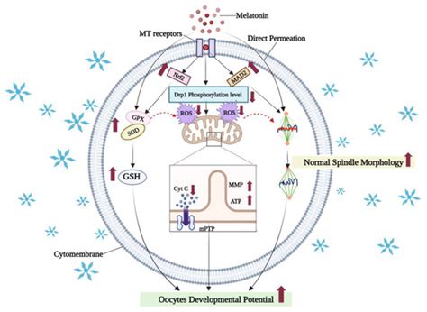 Cells Special Issue Recent Advances In Mammalian Reproductive Biology—a Focus On Development