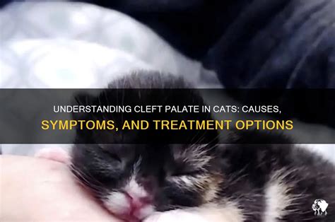 Understanding Cleft Palate In Cats Causes Symptoms And Treatment