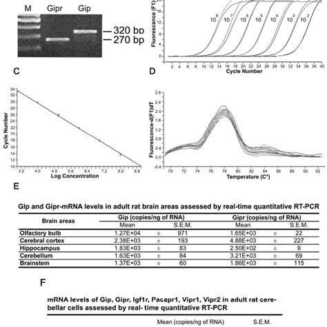 Quantification Of Mrna Levels By Quantitative Rt Pcr Download Scientific Diagram