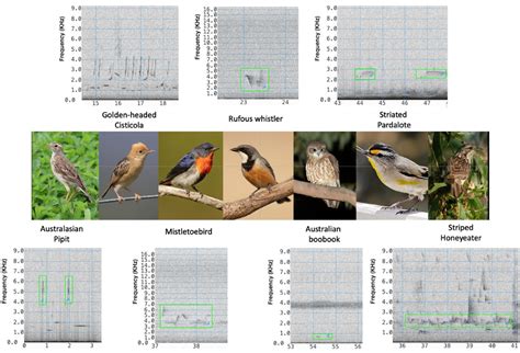birds identification system using deep learning pdf