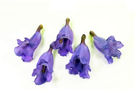 Premium Photo Bluebell Purple Violet Jacaranda Flowers Close Up