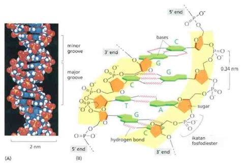 Mekanisme Replikasi Dna Deoxyribonucleic Acid Kedokteran Caiherang