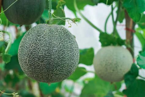 បច្ចេកទេសដាំត្រសក់ផ្អែមទទួលបានជោគជ័យ 1 នាទីកសិកម្ម Kaksekam Time