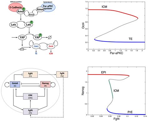 Schematic Representation Of The Gene Regulatory Network Grn And