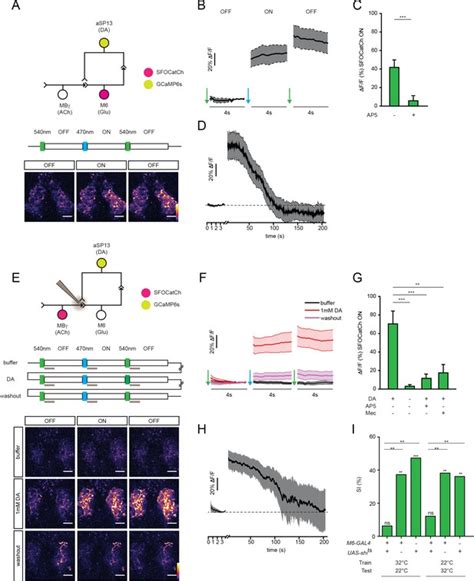 Figures And Data In Persistent Activity In A Recurrent Circuit Underlies Courtship Memory In