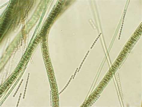 Two Years And Three Months Of Cyanobacteria Chapter 20 Cyanobacteria Identification 6 Species