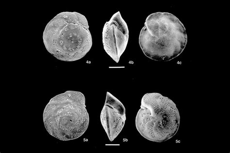 Microfossils And The Ocean History Letters From Gondwana